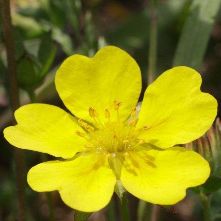 14 Common Invasive Plants In Montana (And 28 Native Plants To Grow Instead)