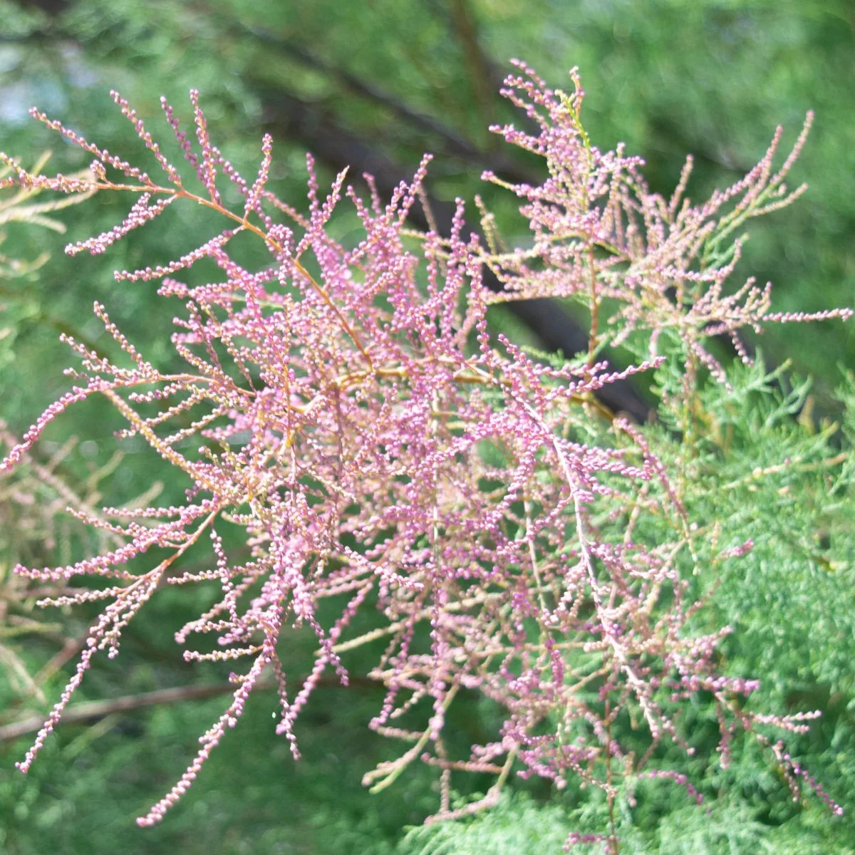 14 Common Invasive Plants In Montana (And 28 Native Plants To Grow Instead)