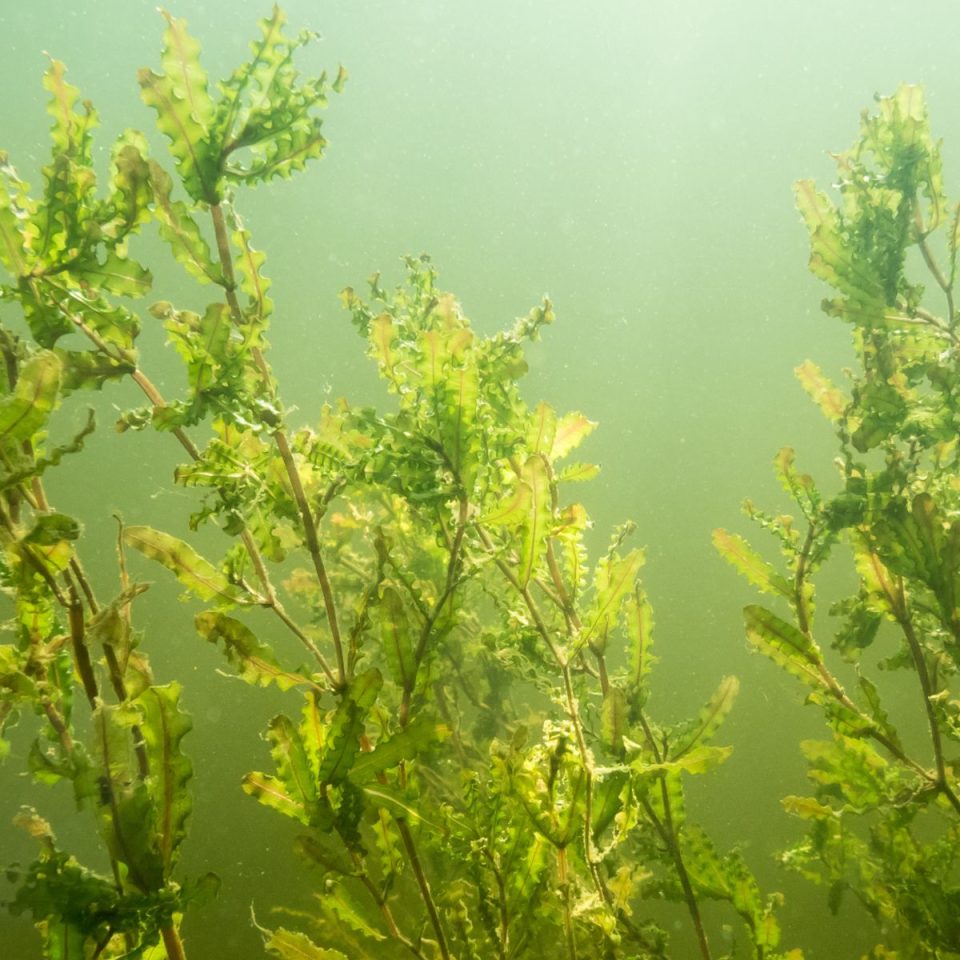 14 Common Invasive Plants In Montana (And 28 Native Plants To Grow Instead)