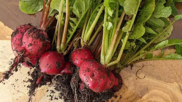 Root Vegetables List: 15 Favorites With Pictures