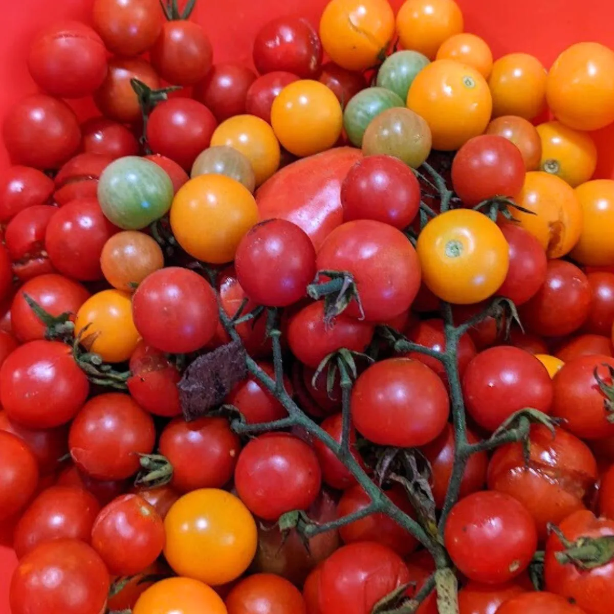How To Store Tomatoes: Expert Tips For Keeping Your Harvest Fresh And ...
