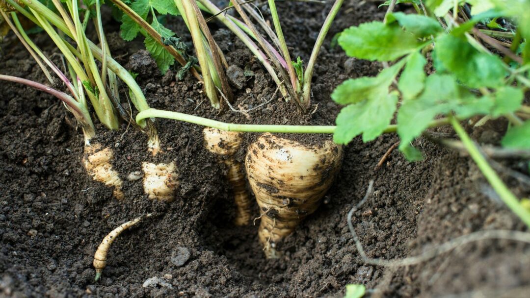 Root Vegetables List: 15 Favorites With Pictures