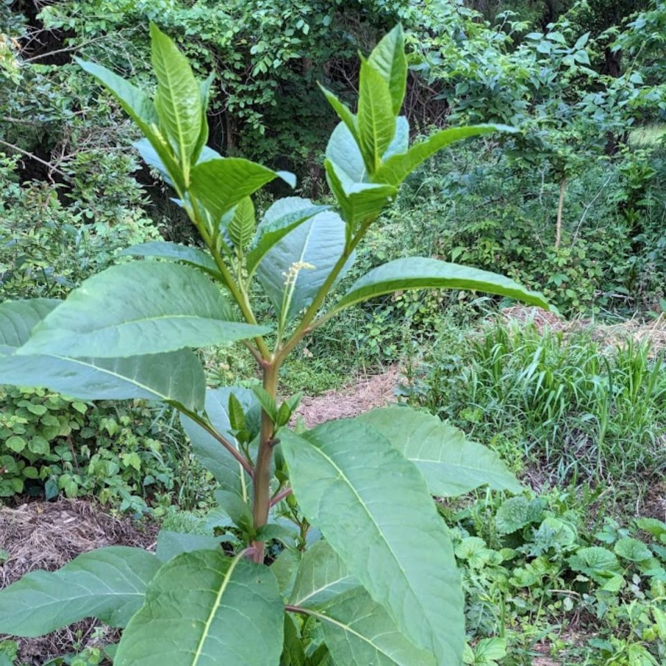 How To Get Rid Of Pokeweed Simply And Effectively