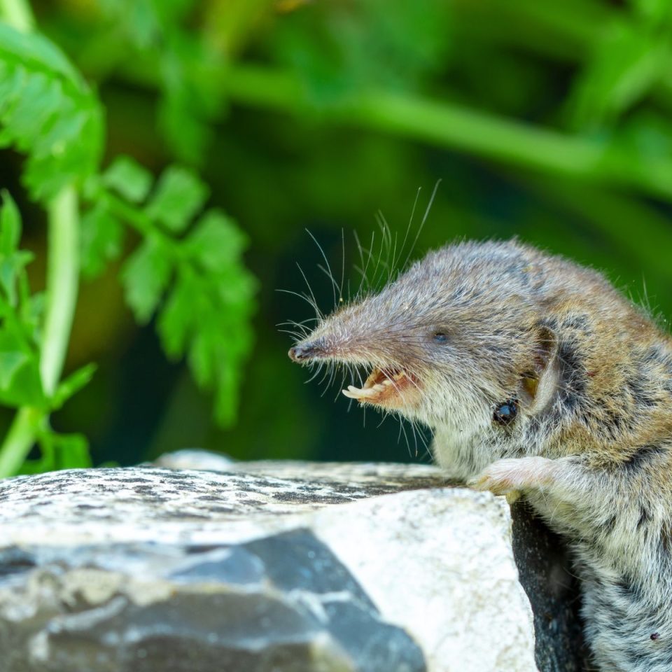 How To Get Rid Of Shrews In The Yard: 4 Great Tips