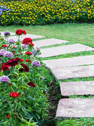 8 Tulip Varieties That Will Delight Your Senses