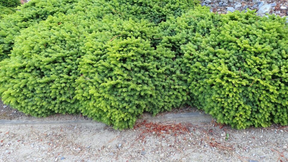 Small Evergreen Plants Perfect For Shade