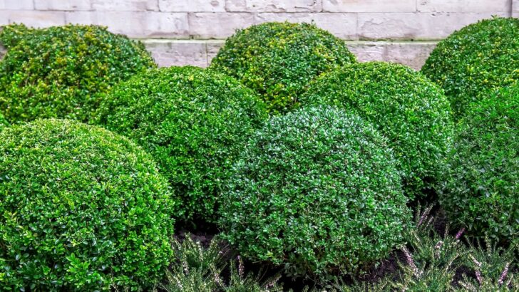 15 Best Evergreen Hedge Plants To Add Privacy To Your Yard