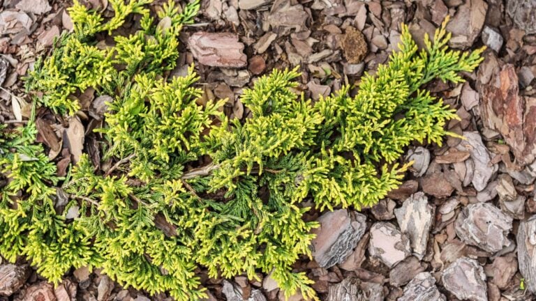 Low Maintenance Ground Cover Ideas For A Beautiful Worry-Free Landscape
