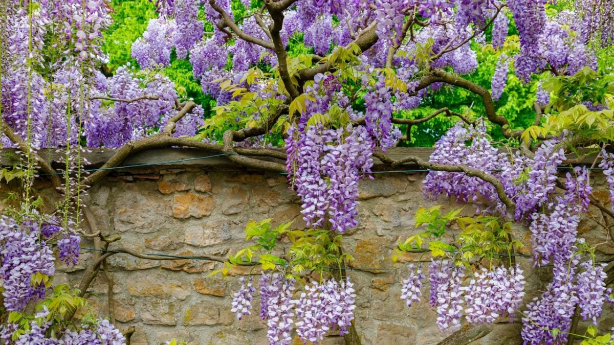 Go Vertical With These Trellis-Friendly Plants