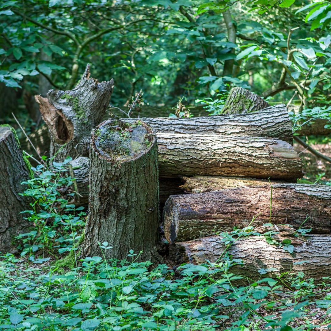 7 Easy Tips For Creating A Garden For Wildlife