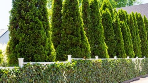 16 Plants That Look Beautiful (and Thrive) Under A Cedar Tree