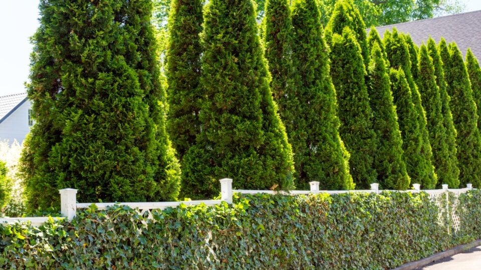 16 Plants That Look Beautiful (and Thrive) Under A Cedar Tree
