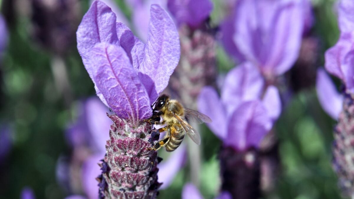 How To Care For Spanish Lavender - Easy Guide For Lavender Lovers