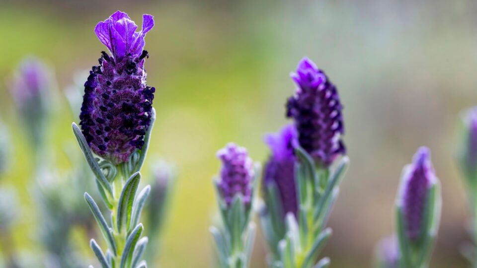 How To Care For Spanish Lavender - Easy Guide For Lavender Lovers