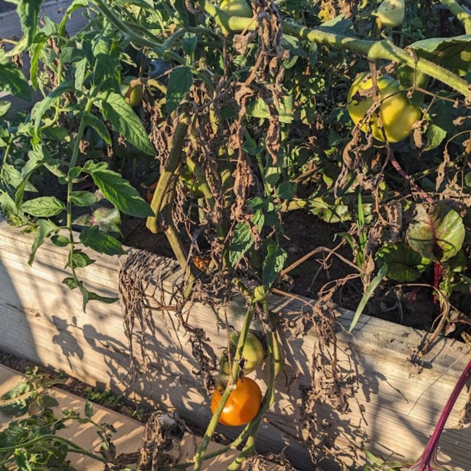 How To Dispose Of Tomato Plants At The End Of Summer (Easy Guide)