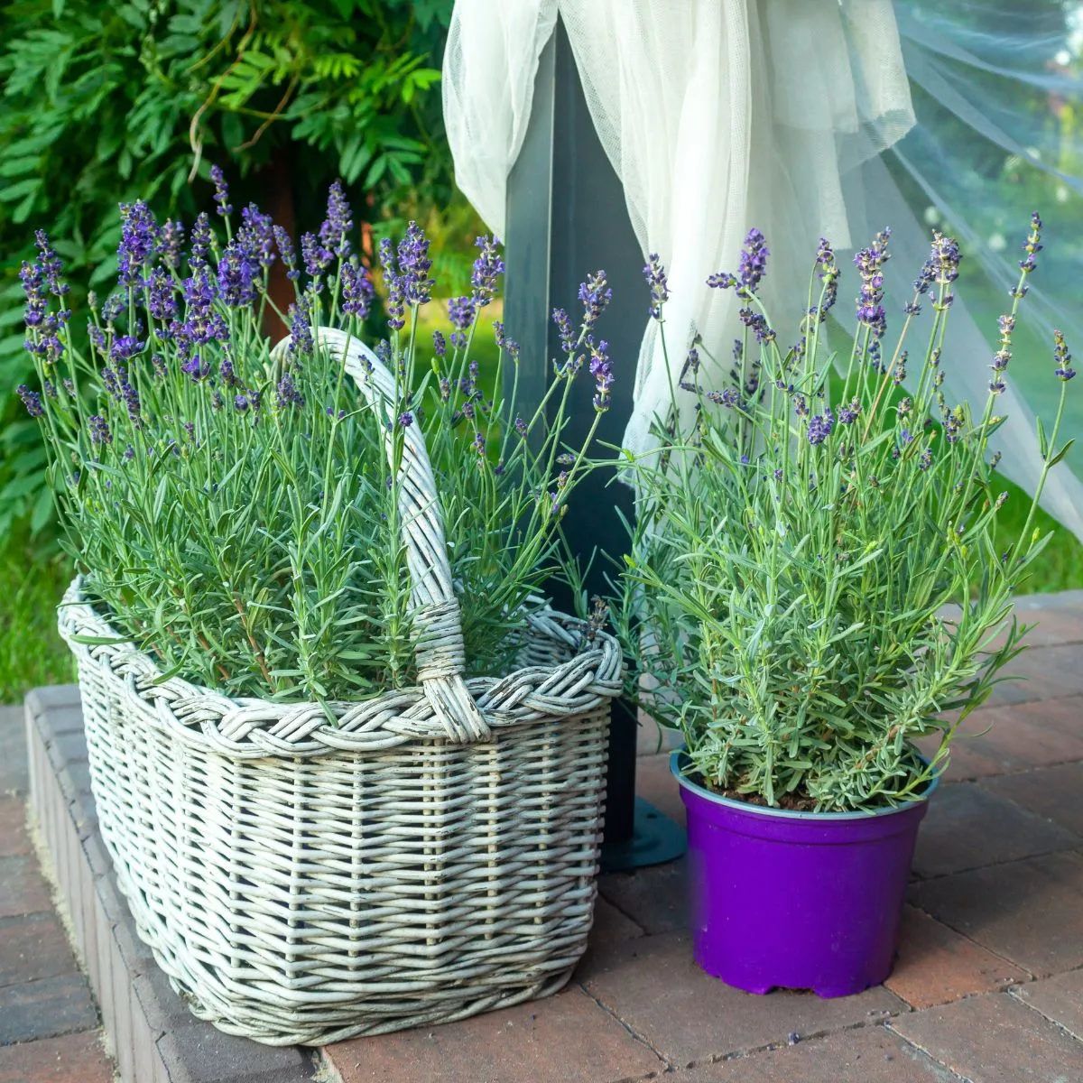 How To Care For Potted Lavender - Expert Tips For Success