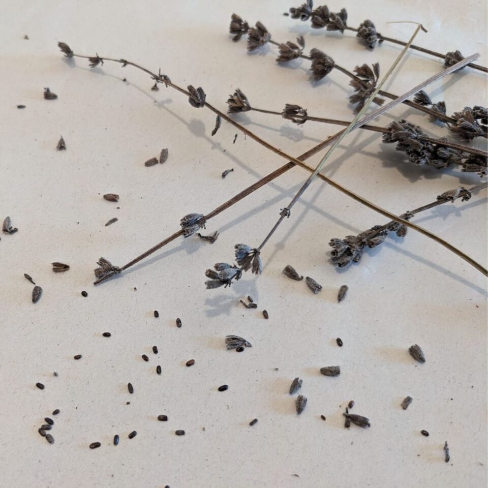 How To Collect Lavender Seeds In 3 Easy Steps