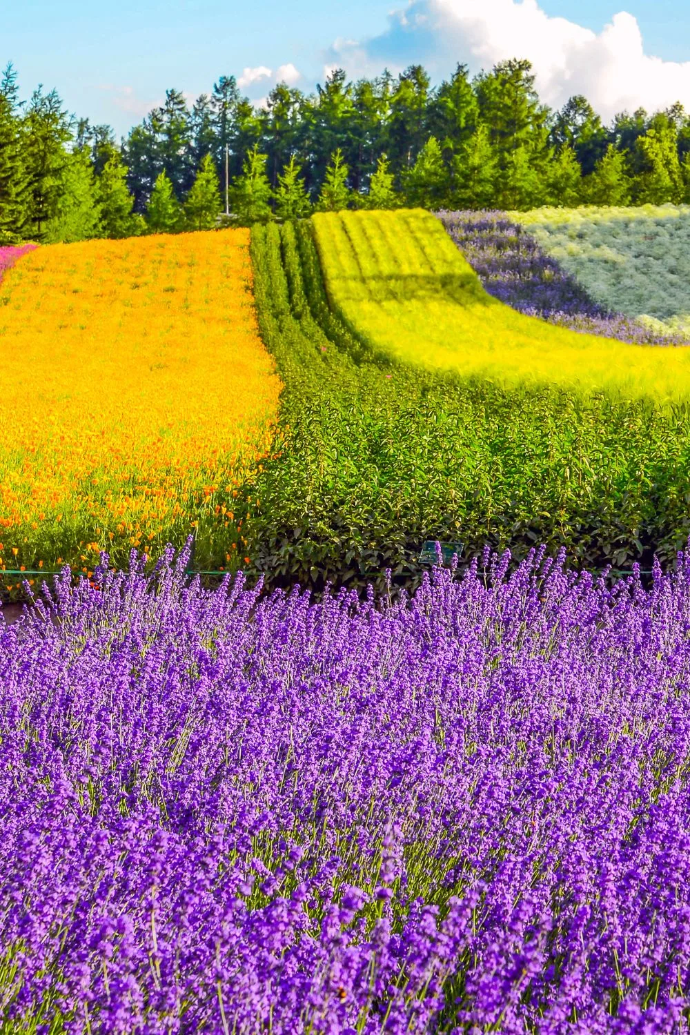 17 Stunning Flower Fields That Will Inspire You