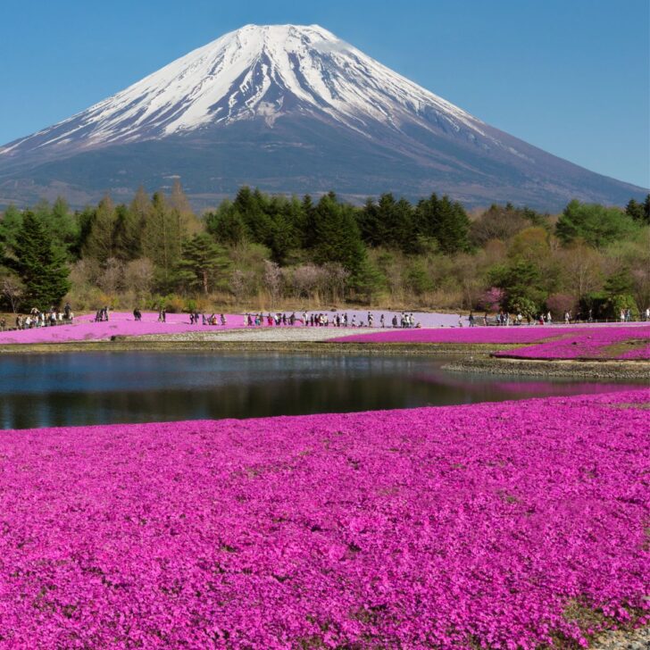 17 Stunning Flower Fields That Will Inspire You