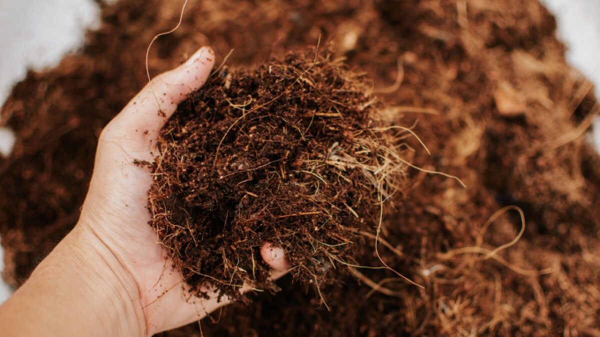 Coconut Coir: What Is It And Ways To Use It