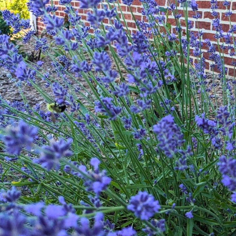 How To Save A Dying Lavender Plant: 10 Things To Try