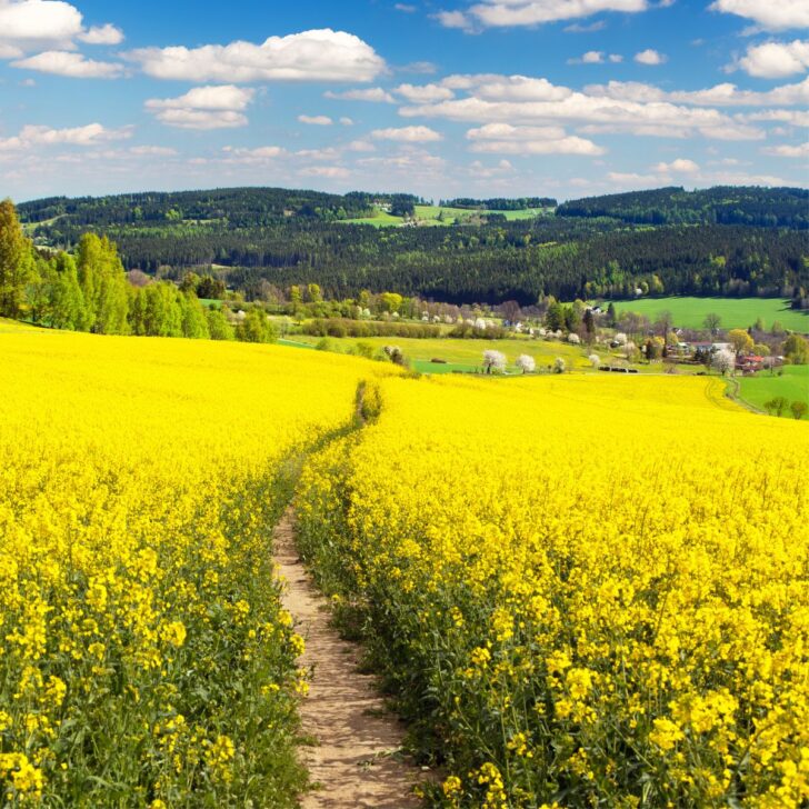 17 Stunning Flower Fields That Will Inspire You