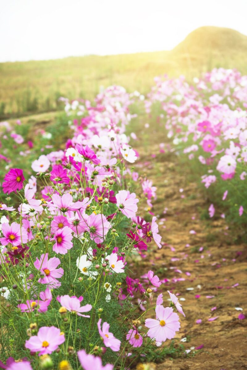 17 Must-See Stunning Flower Fields Worthy Of Your Bucket List