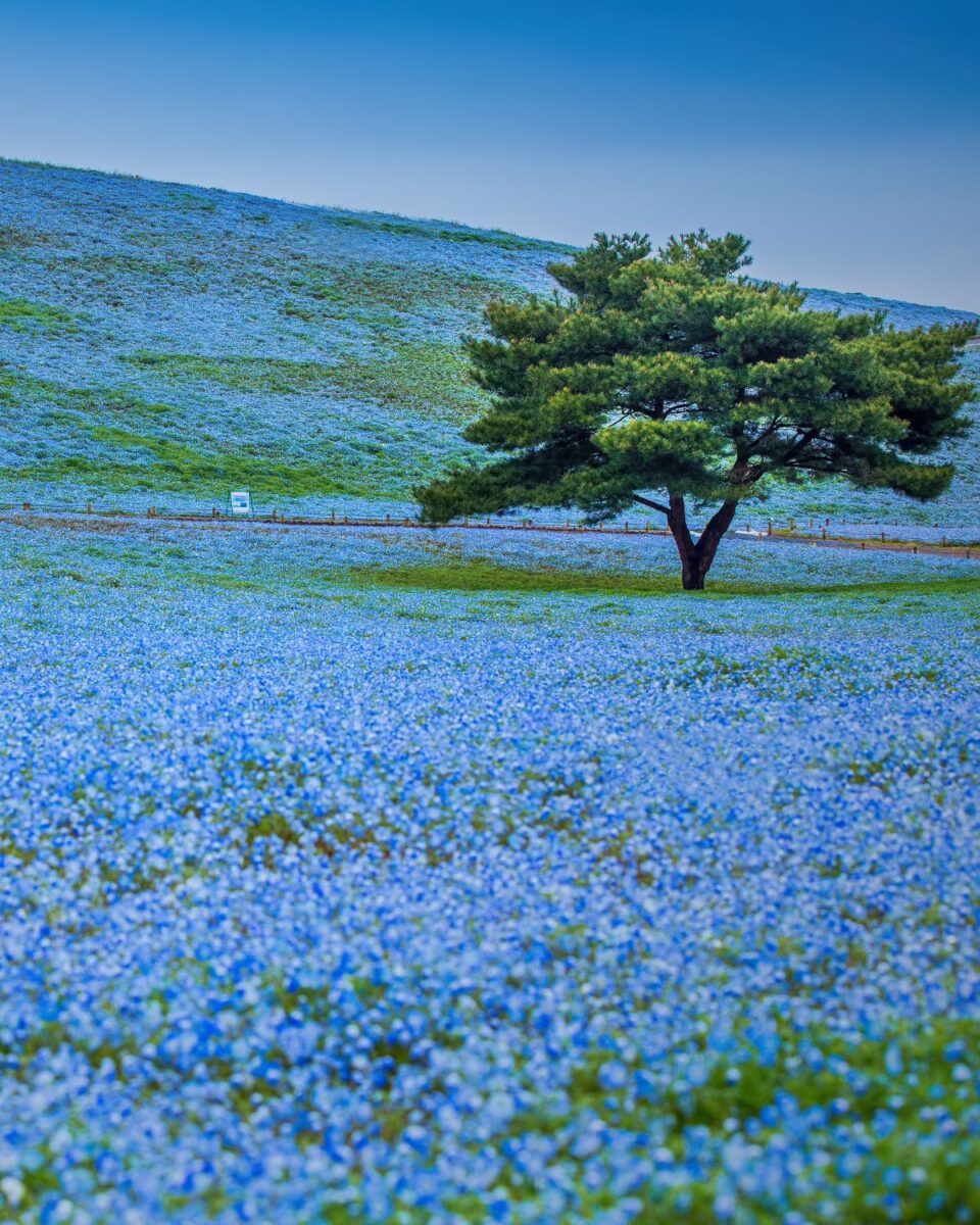 17 Stunning Flower Fields That Will Inspire You