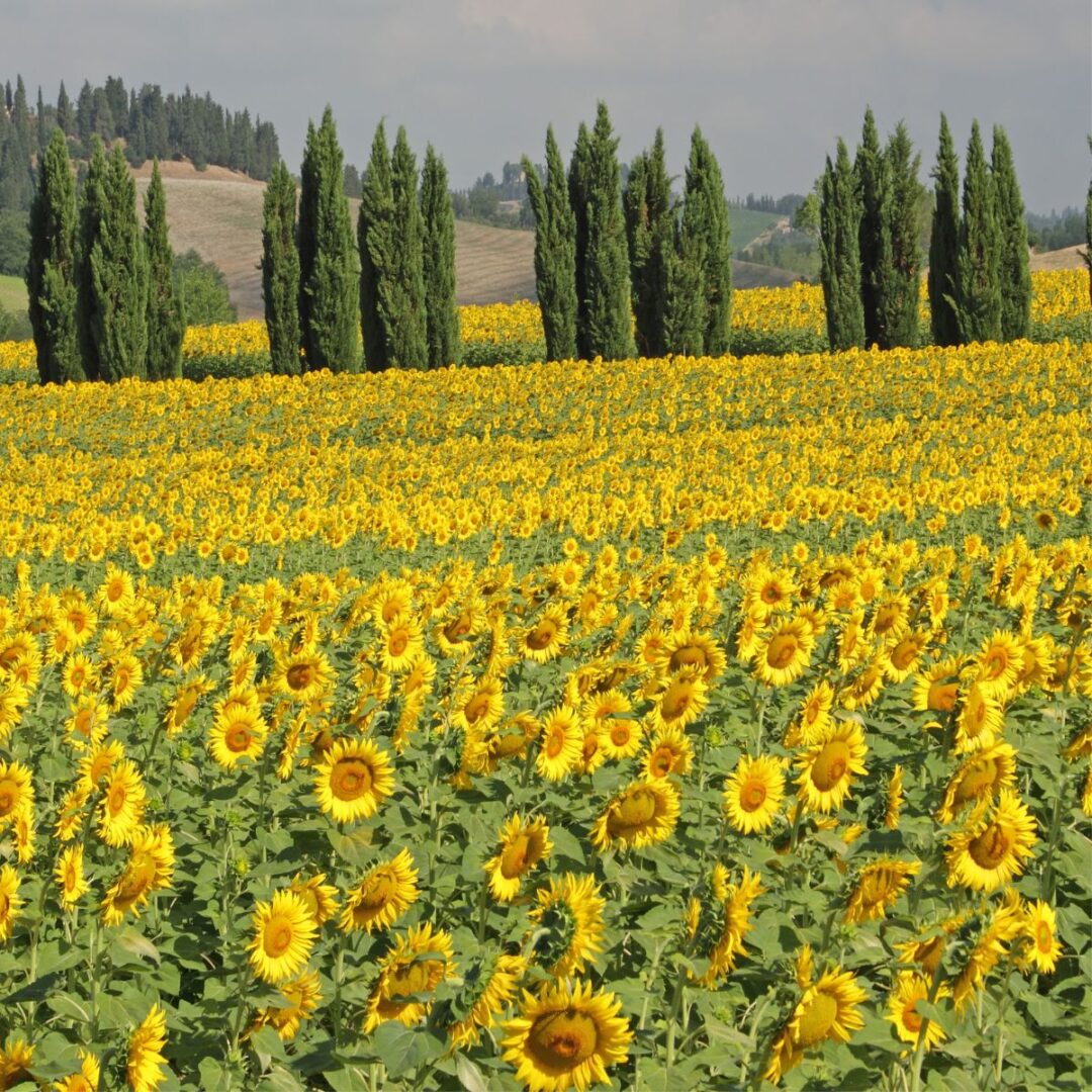 17 Stunning Flower Fields That Will Inspire You