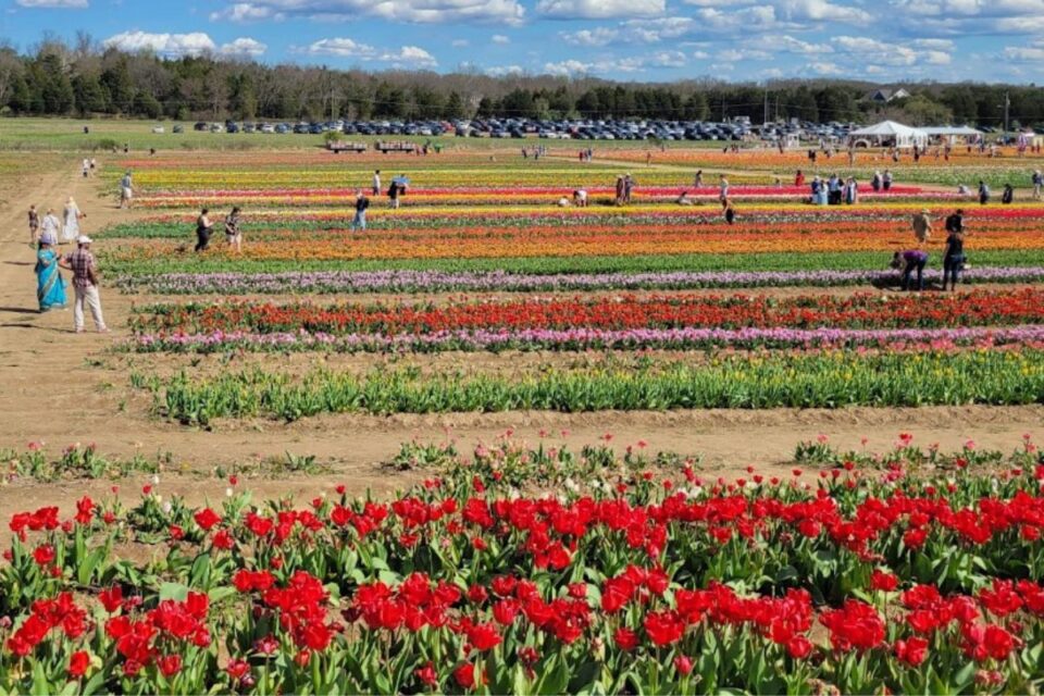 17 Stunning Flower Fields That Will Inspire You