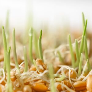 What Is Fodder? 6 Examples To Try