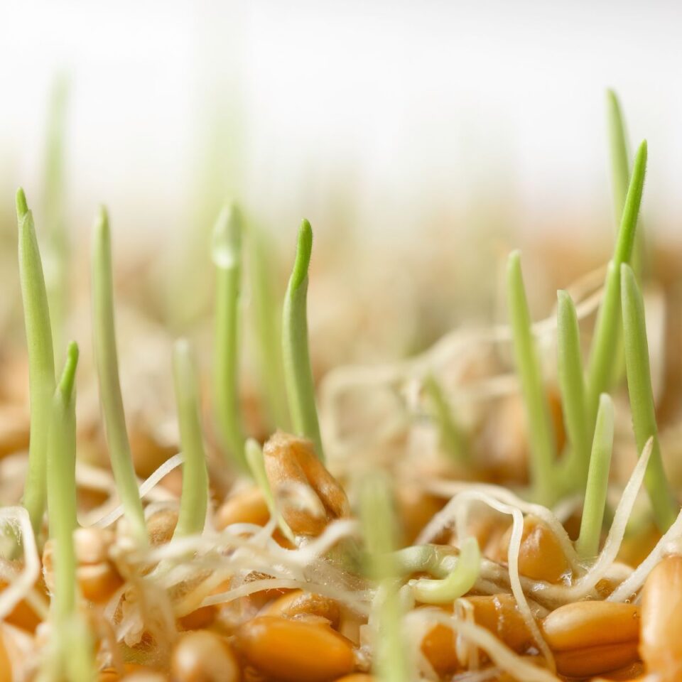 What Is Fodder? 6 Examples To Try