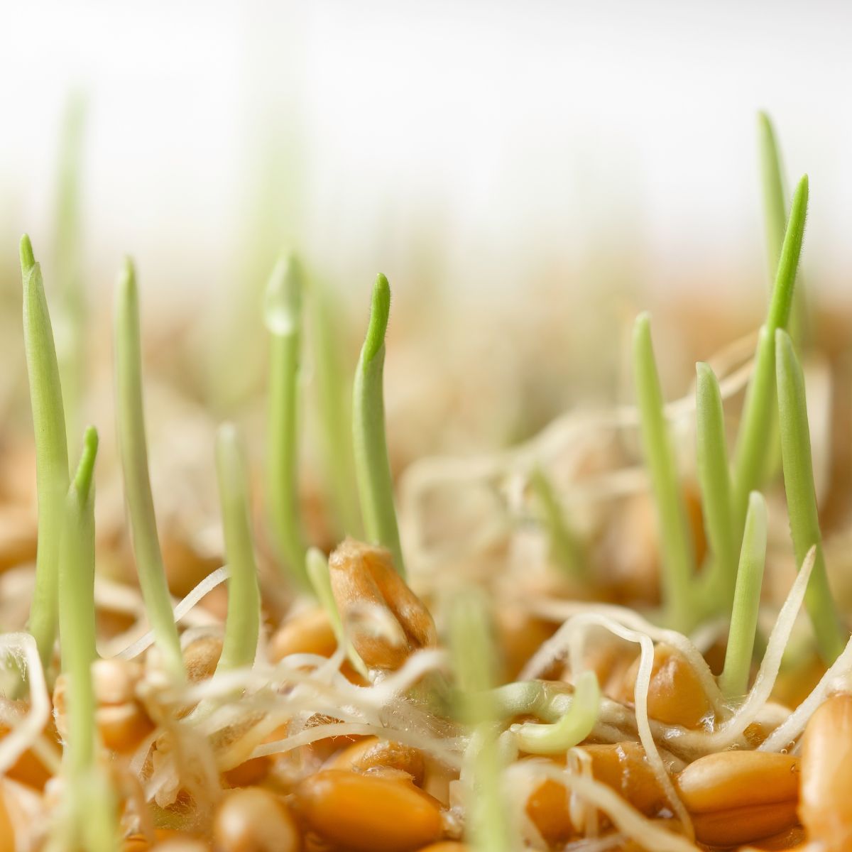 What Is Fodder? 6 Examples To Try