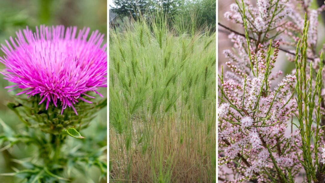 7 Invasive Plants In Nevada (And 14 Natives To Plant Instead)
