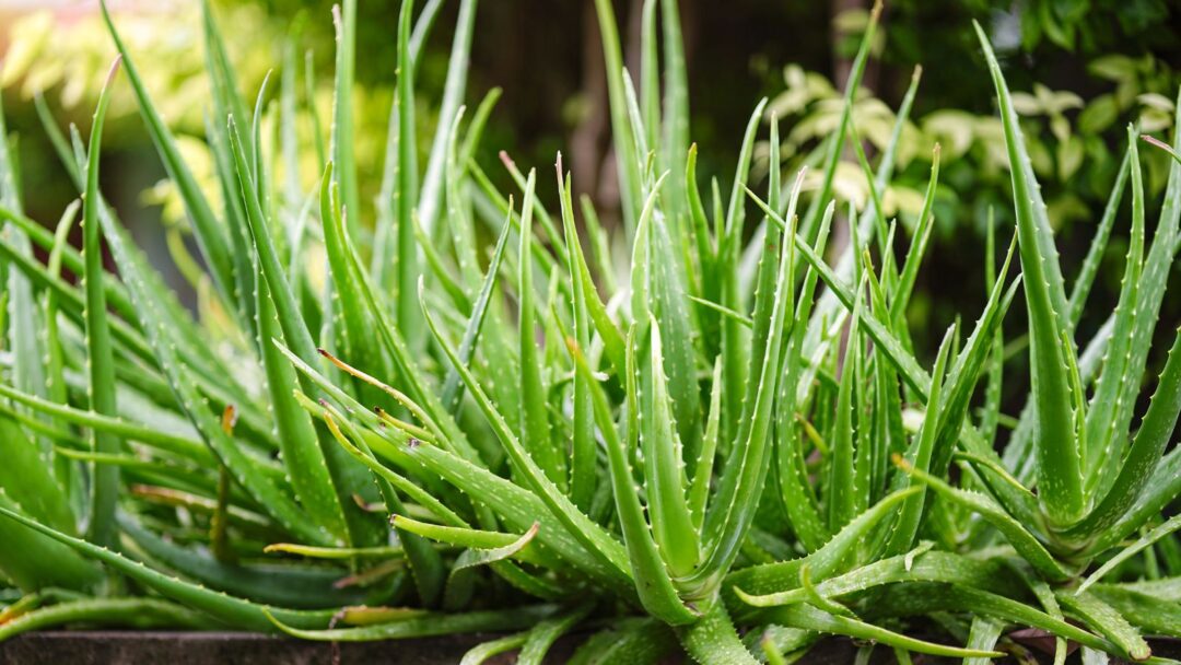 15 Houseplants That Can Live For Decades