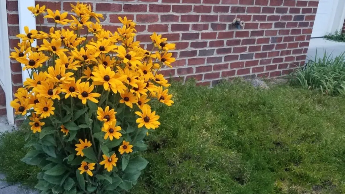 11 Perfect Companion Plants For Ornamental Grasses