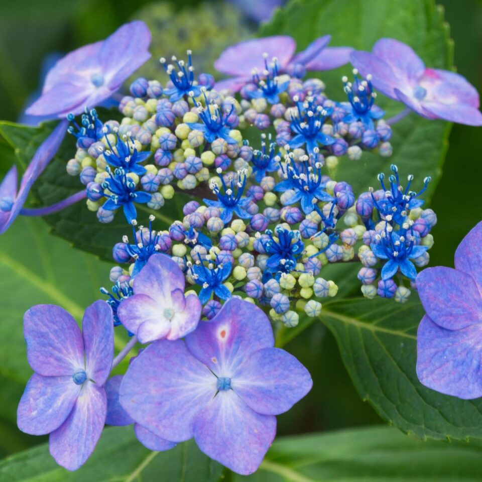The 6 Most Popular Types Of Hydrangeas To Choose For Your Garden