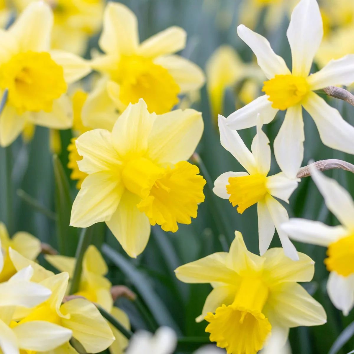 15 Stunning Yellow Flowering Trees For Your Yard
