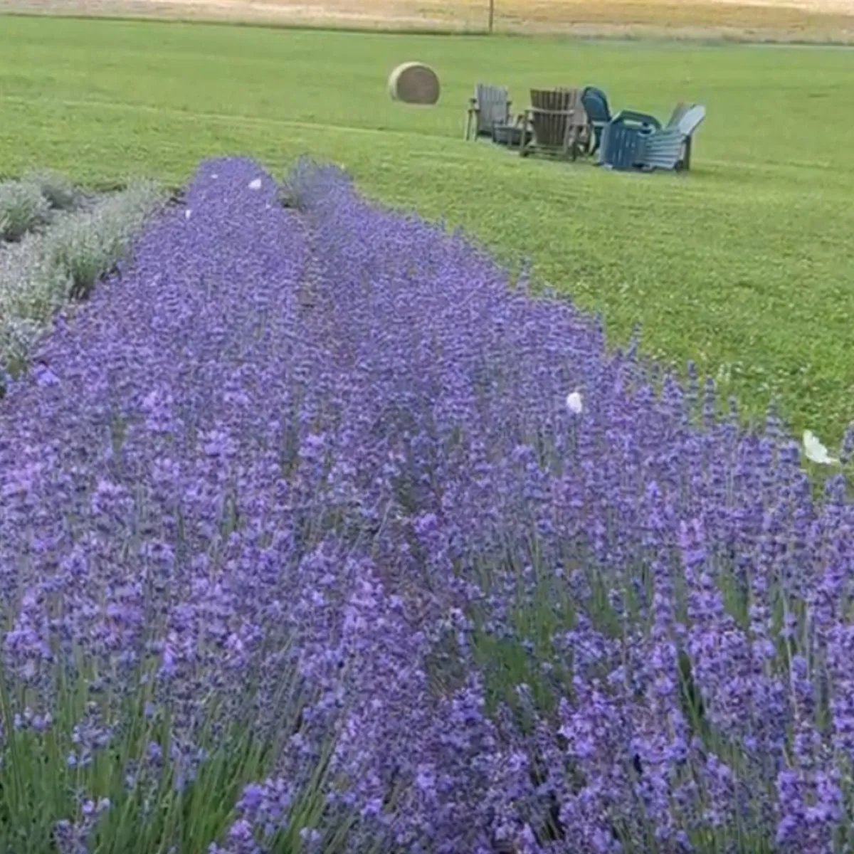 15 Creative Ideas For Landscaping With Lavender