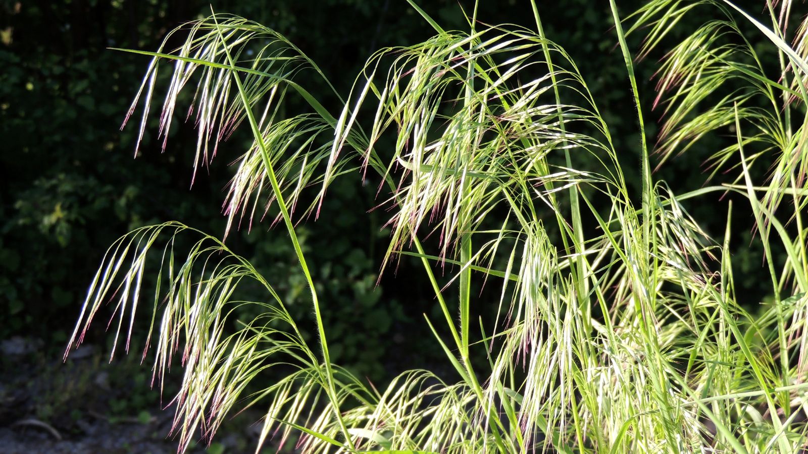 7 Invasive Plants In Nevada (And 14 Natives To Plant Instead)
