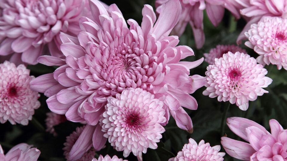 25 Delightful Pink Perennial Flowers For Your Garden