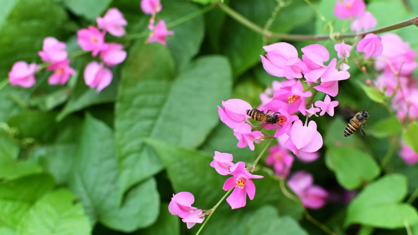 11 Lovely Plants With Heart Shaped Leaves