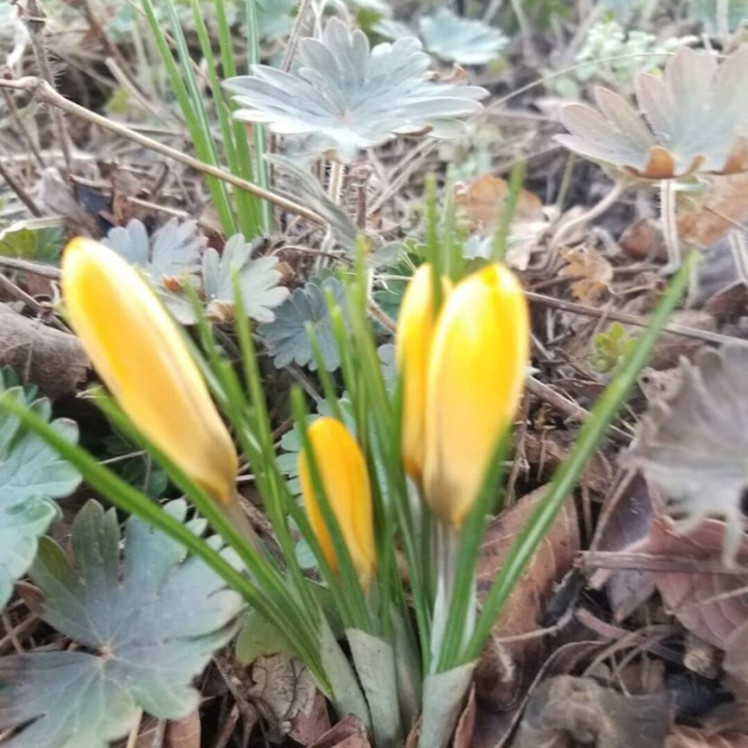 11 Yellow Spring Flowers To Make Your Garden Pop