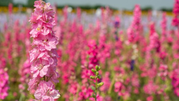 25 Delightful Pink Perennial Flowers For Your Garden