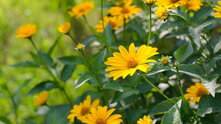 12 Beautiful Flowers That Start With F