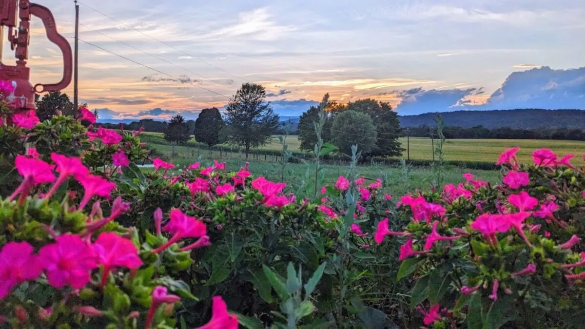 25 Delightful Pink Perennial Flowers For Your Garden