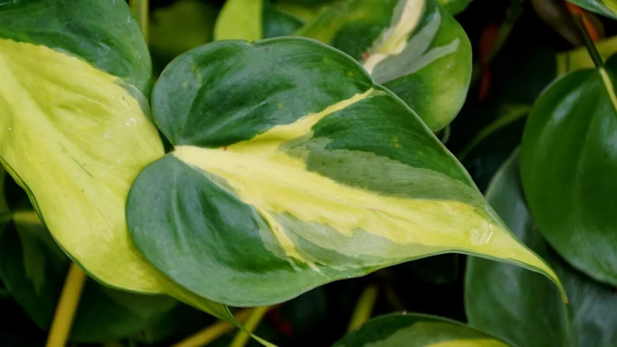 11 Of The Best House Plants For Beginners
