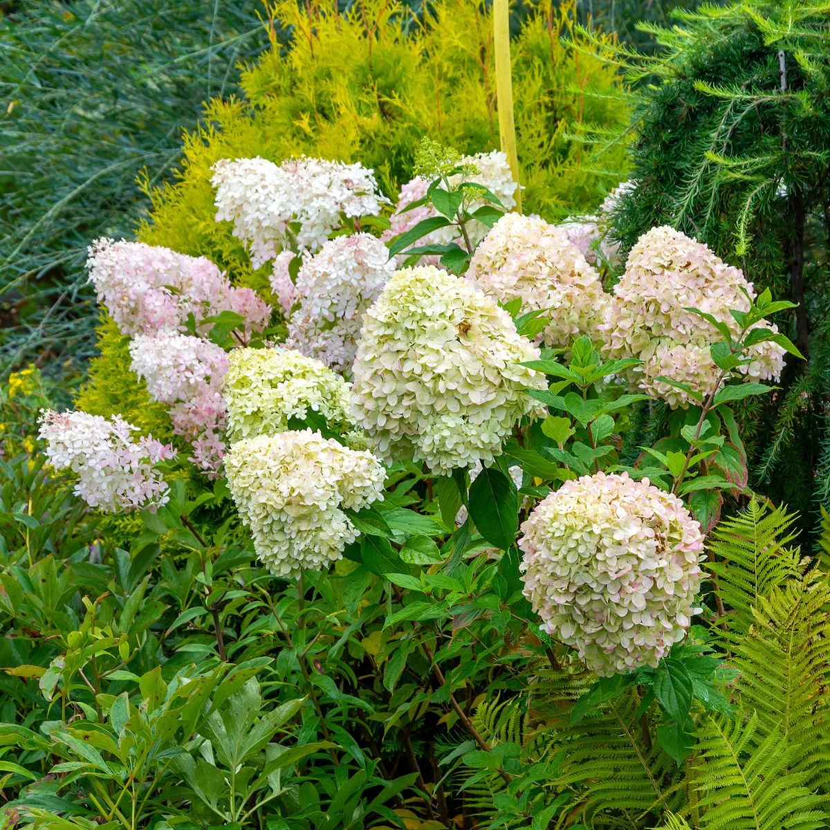 The 6 Most Popular Types Of Hydrangeas To Choose For Your Garden