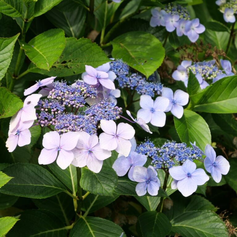 The 6 Most Popular Types Of Hydrangeas To Choose For Your Garden