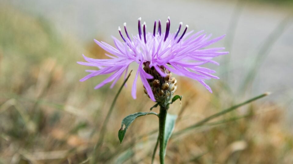 9 Invasive Plants In Oregon Gardens (And 18 Natives To Plant Instead)